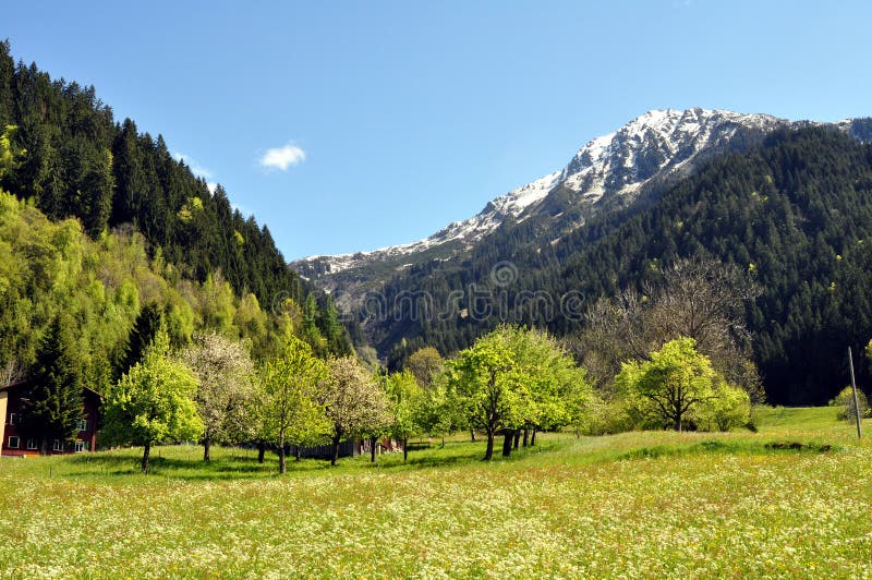 Spring_in_the_Austrian_mountains Stock Image - Image of forest, trees ...