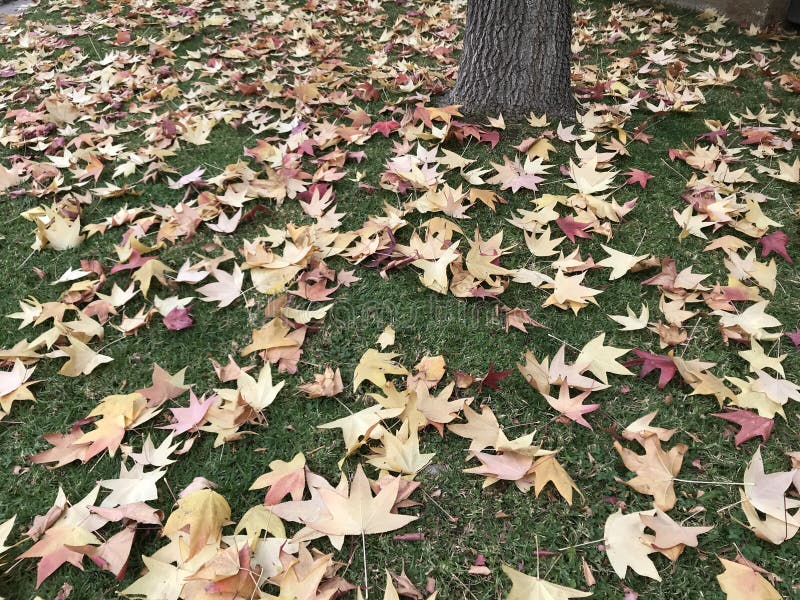 Spring and Autumn Fallen Leaves on a Park Stock Image - Image of grass ...