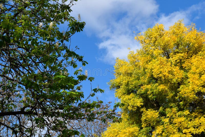 Flowering Chestnut Tree and Tree with Golden Leaves Stock Image - Image ...