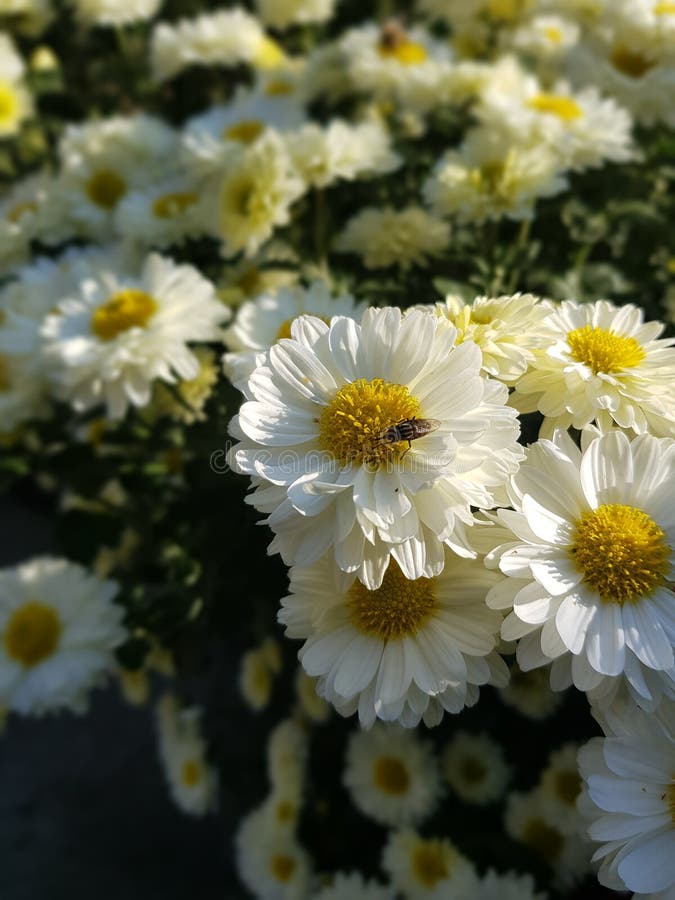 Spring in autumn stock photo. Image of autumn, spring - 162739870