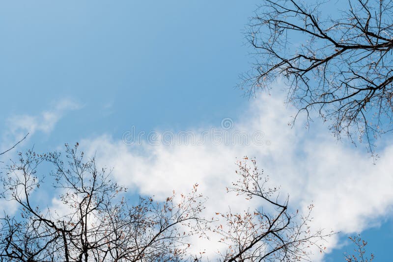 Spring and Autumn Leafless Trees. Stock Image - Image of abstract ...