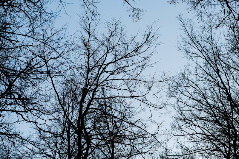 Spring and Autumn Leafless Trees. Stock Photo - Image of scenery ...