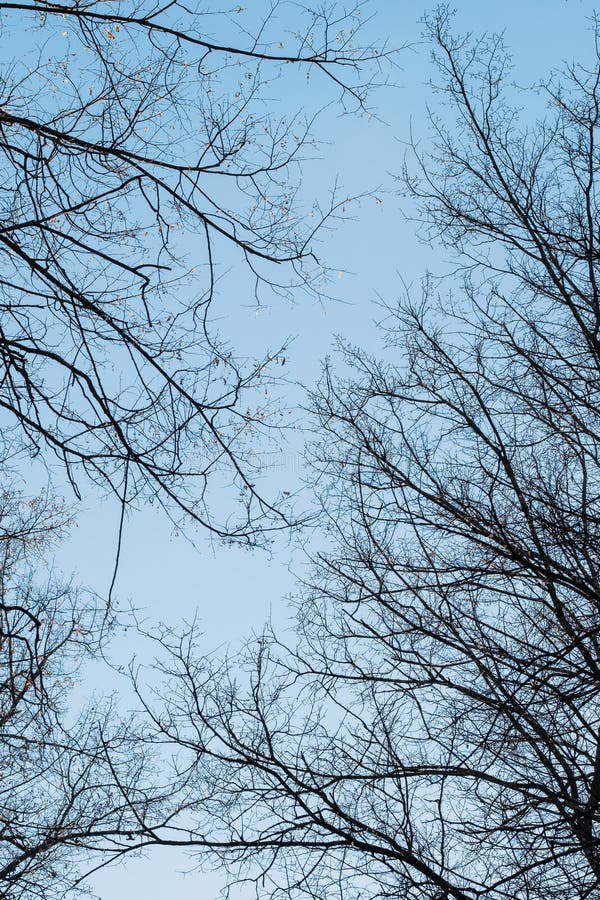Spring and Autumn Leafless Trees. Stock Image - Image of perspective ...
