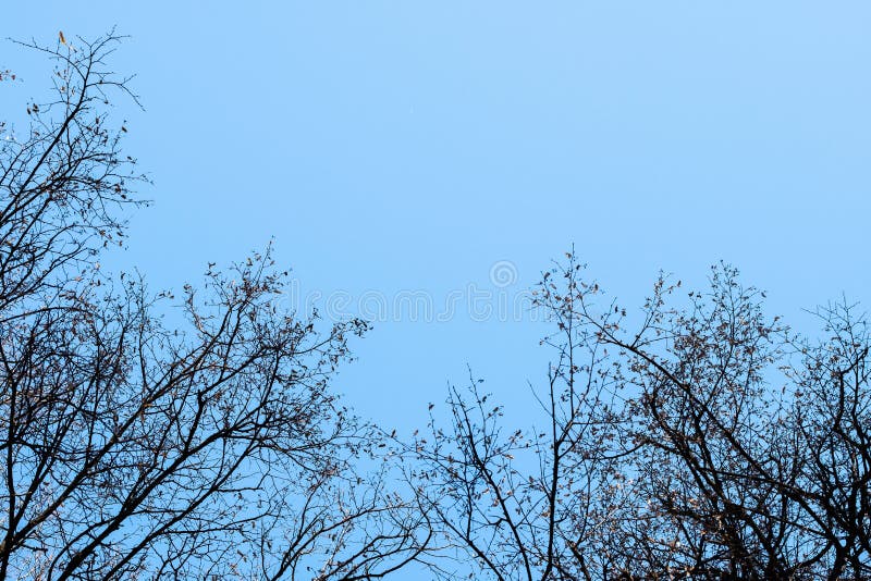 Spring and Autumn Leafless Trees. Stock Image - Image of forestry, rays ...