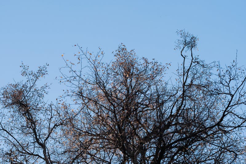 Spring and Autumn Leafless Trees. Stock Image - Image of nature, growth ...