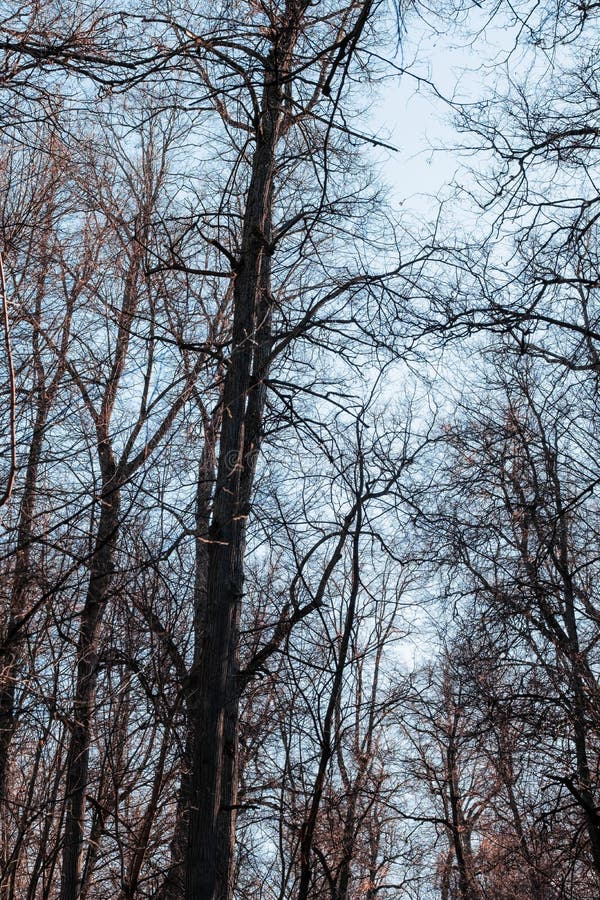 Spring and Autumn Leafless Trees. Stock Photo - Image of quiet, large ...