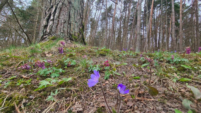 Spring awakened flower stock photo. Image of leaf, tree - 247741444