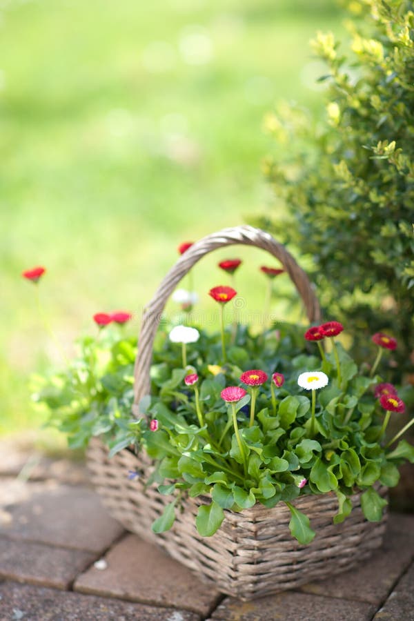 Spring awakening stock image. Image of spring, flowers - 24393179