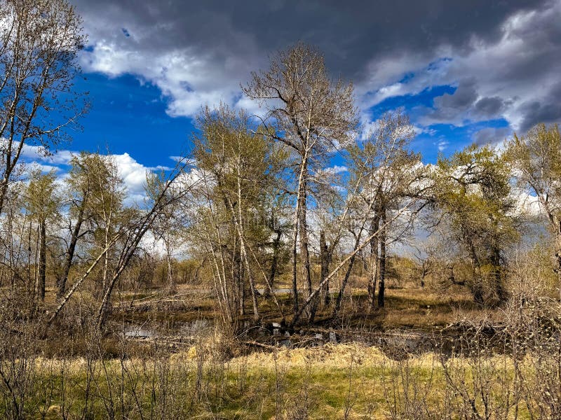 Spring Awakening in Alberta Stock Photo - Image of trees, hill: 352016364