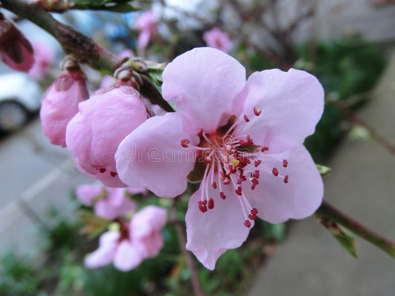 Spring Awakening. Blooming Pink Sakura Stock Photo - Image of garden ...