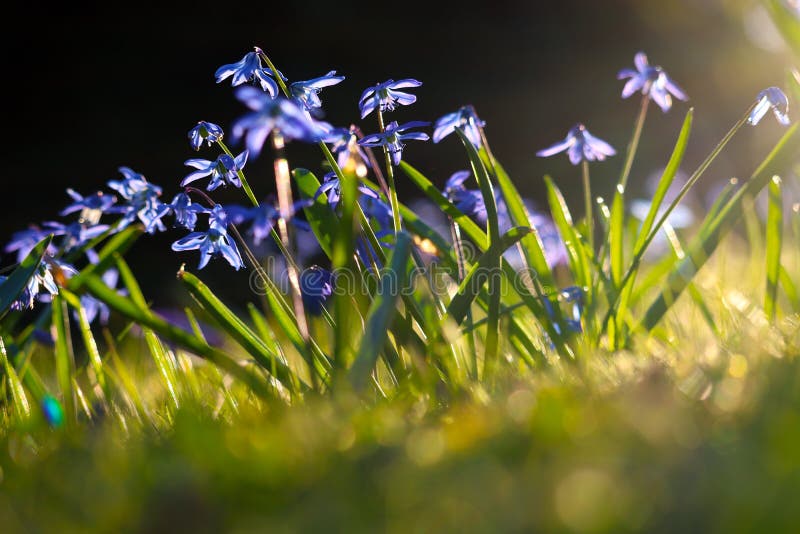 Spring awakening stock photo. Image of sunny, poetic - 90392088