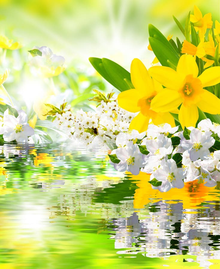 Spring awakening stock photo. Image of twig, bright, natural - 12604434