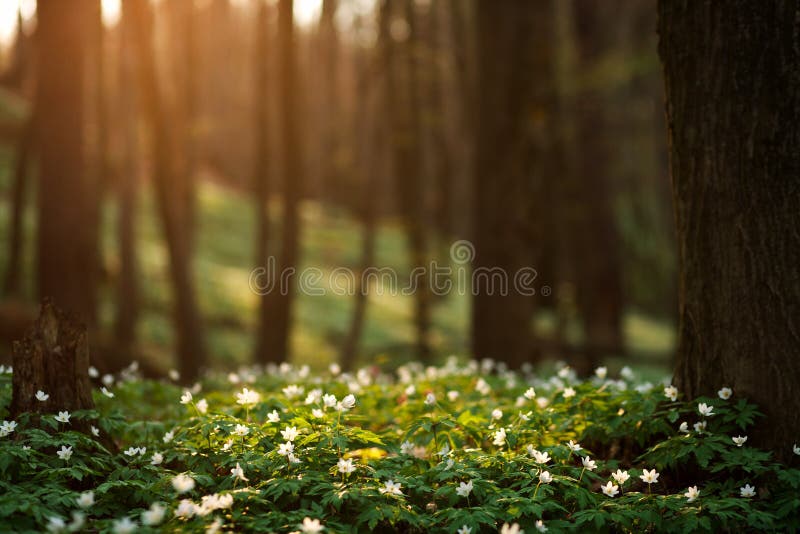 Spring Awakening of Flowers in Forest on Background of Sunshine Stock ...