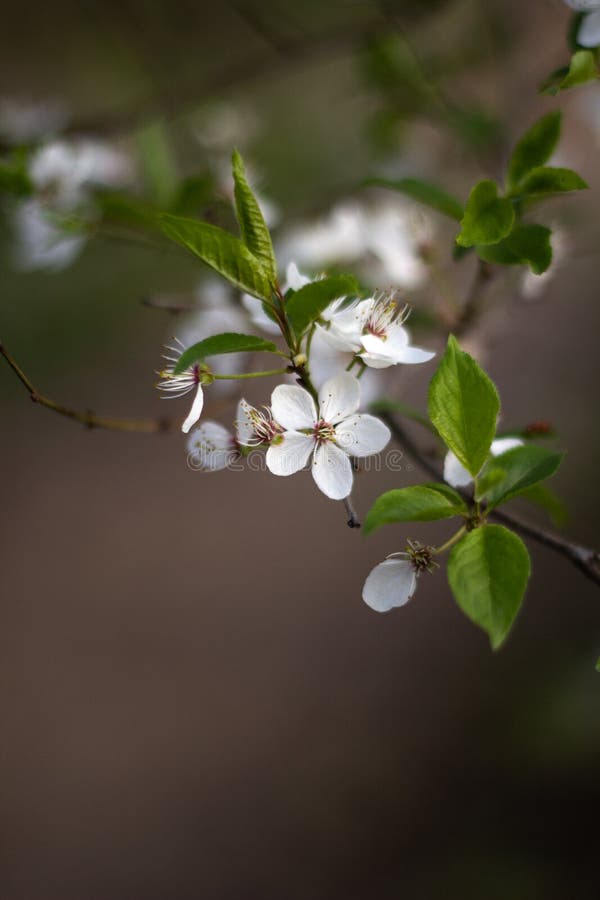 Spring awakening of plants stock photo. Image of plants - 182147854