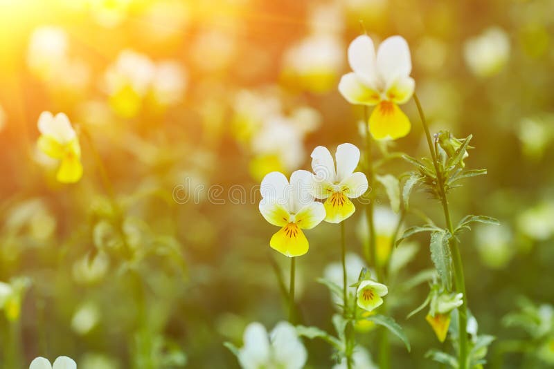 Spring Awakening of Flowers and Vegetation in the Forest on Background ...