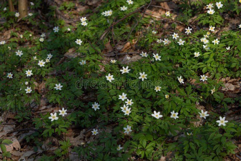 Spring Awakening of Flowers and Vegetation in the Forest on Background ...