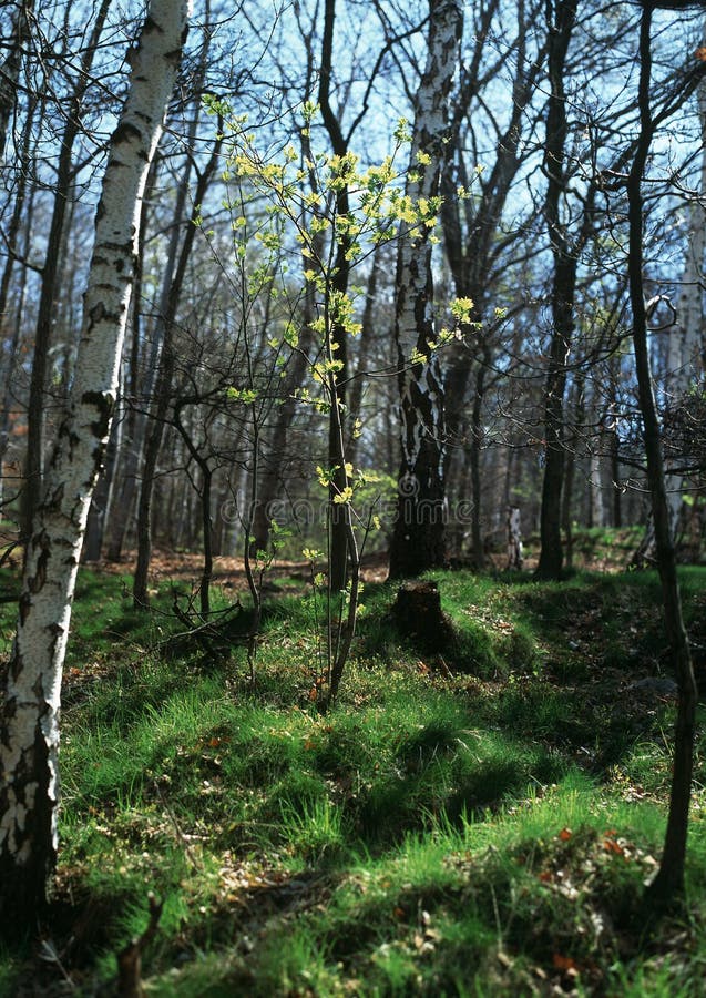 Spring Awakening in the Forest Stock Photo - Image of outside, forests ...