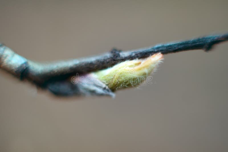 Spring Awakening of the Fruit Bud Stock Image - Image of branch, catkin ...