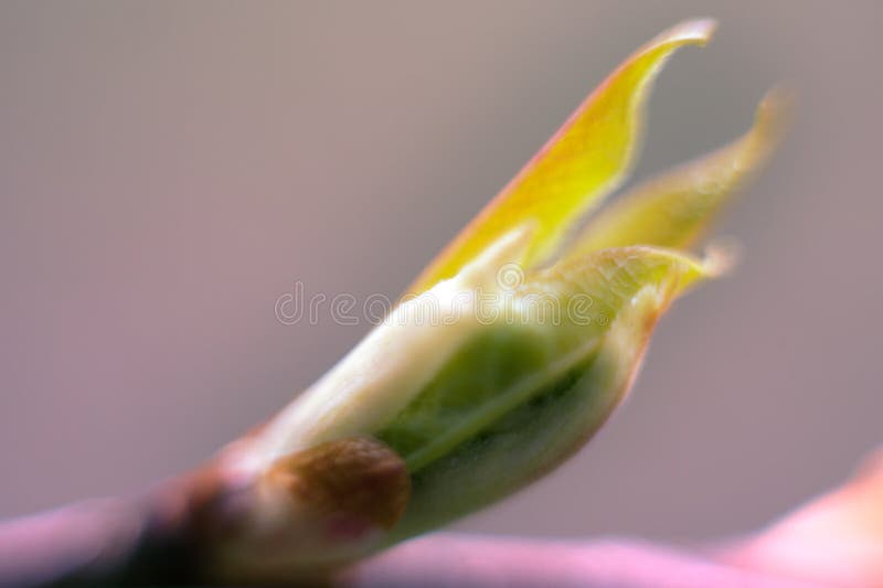 Spring Awakening of the Fruit Bud Stock Photo - Image of soft, focus ...
