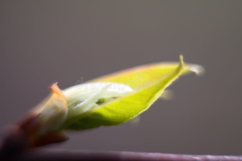 Spring Awakening of the Fruit Bud Stock Image - Image of catkins ...