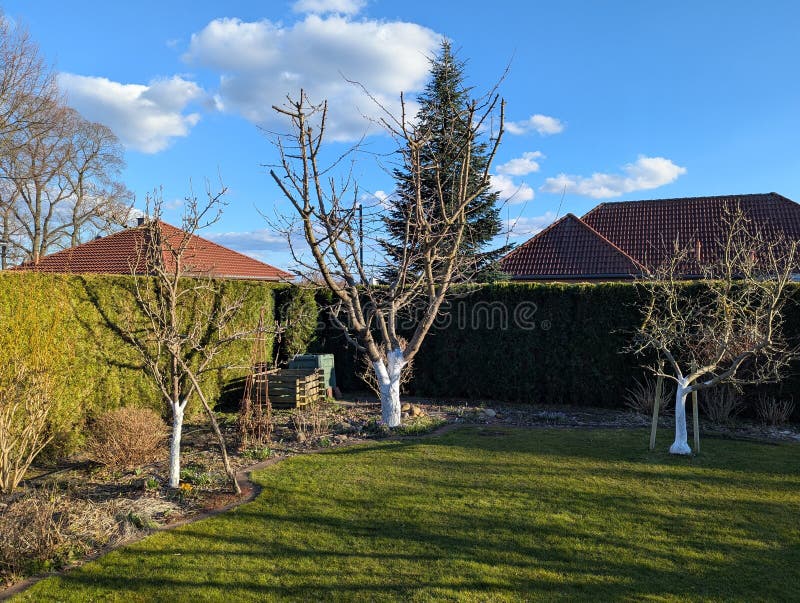 Spring Awakening in the Home Garden on a Sunny Day Under the Blue Sky ...