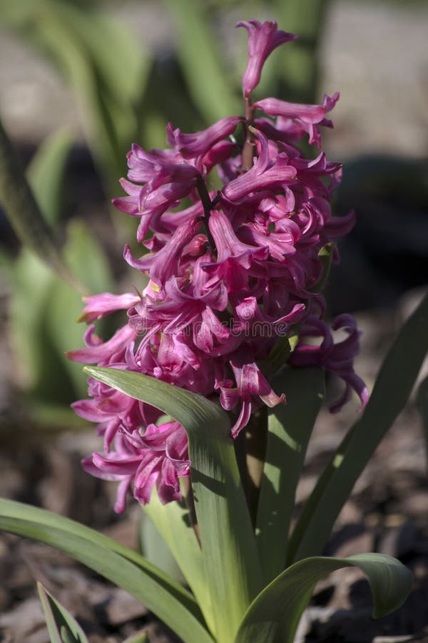 Spring Awakening Hyacinth (Hyacinthus) in the Garden Stock Image ...