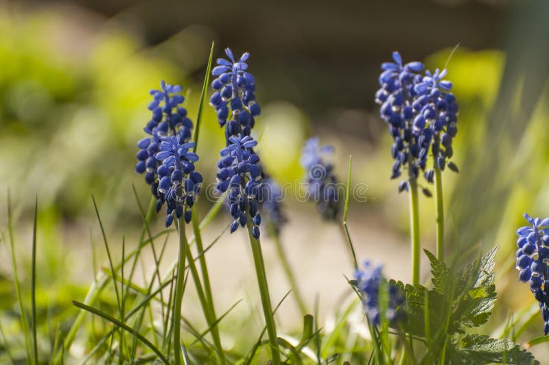 Spring awakening stock image. Image of decorative, blossom - 53505565