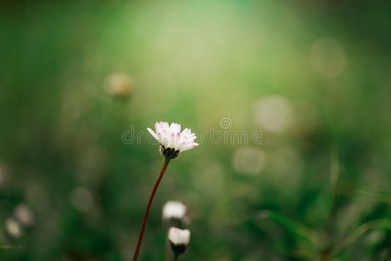 Spring Awakening in the Morning Stock Image - Image of vibrant, gerbera ...