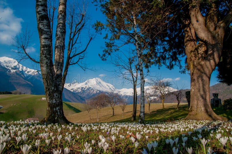 Spring awakening stock photo. Image of fresh, flowers - 143848680