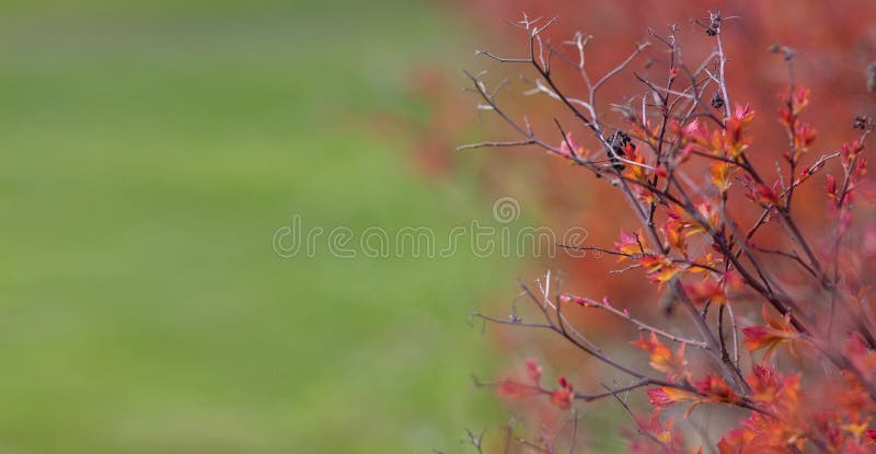 Spring Awakening of Nature, a Shrub with Red Leaves Stock Photo - Image ...