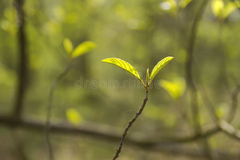 Spring awakening stock photo. Image of twig, bright, natural - 12604434