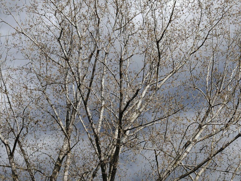 Spring Awakening in the Plant World Stock Image - Image of geography ...