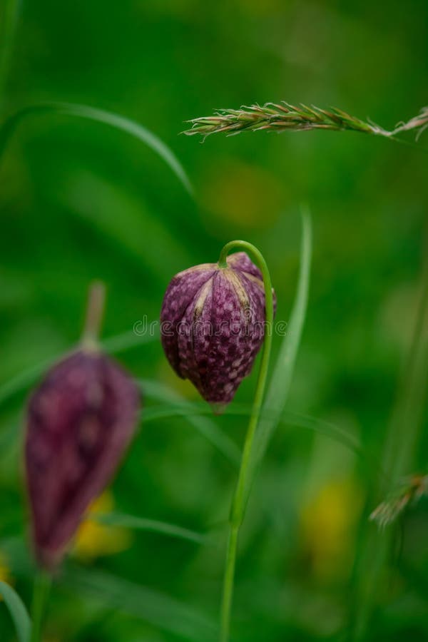 Spring Awakening. Snake`s Head Fritillary Flowers Growing in the Grass ...
