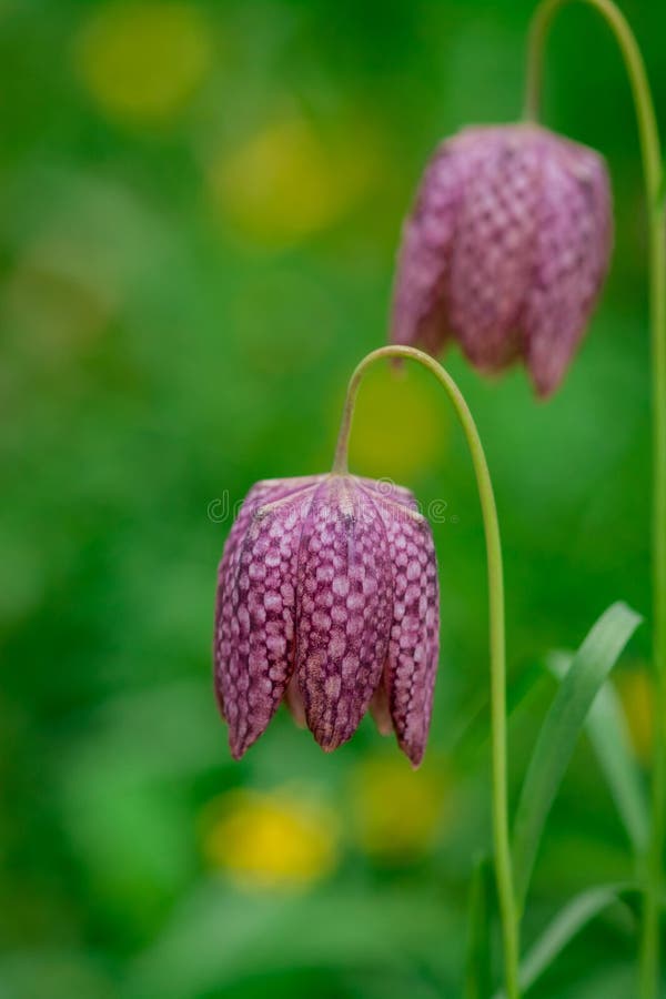 Spring Awakening. Snake`s Head Fritillary Flowers Growing in the Grass ...