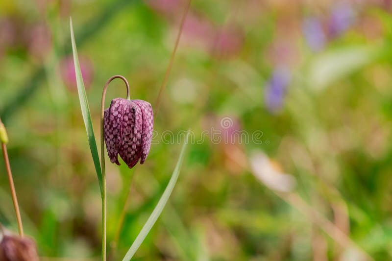 Spring Awakening. Snake`s Head Fritillary Flowers Growing in the Grass ...