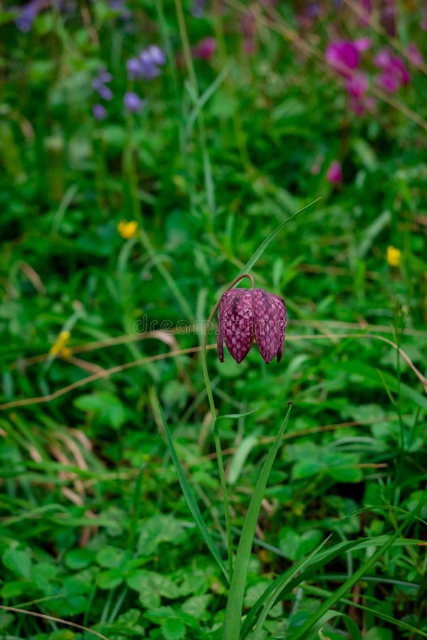 Spring Awakening. Snake`s Head Fritillary Flowers Growing in the Grass ...