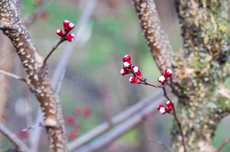 Spring Awakening: Vibrant Red Apricot Buds Blooming on Tree Branch in ...