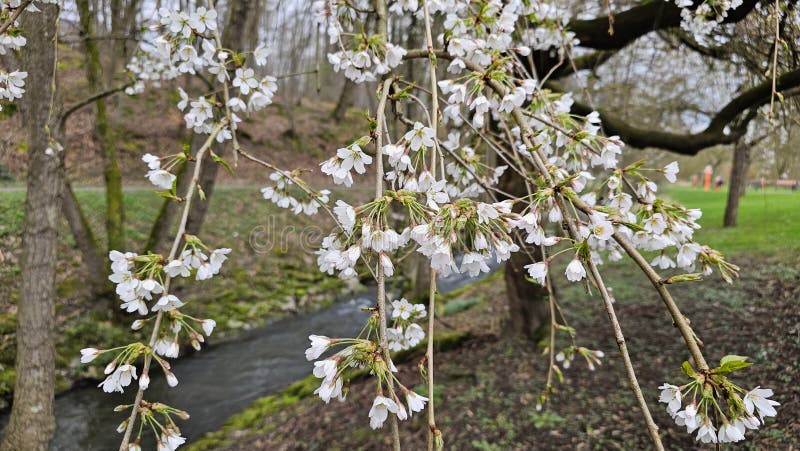 Spring Awakening: White-flowering Thorn Bush Stock Photo - Image of ...