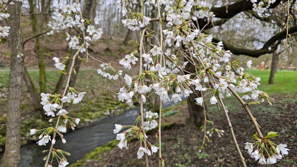 Spring Awakening: White-flowering Thorn Bush Stock Photo - Image of ...