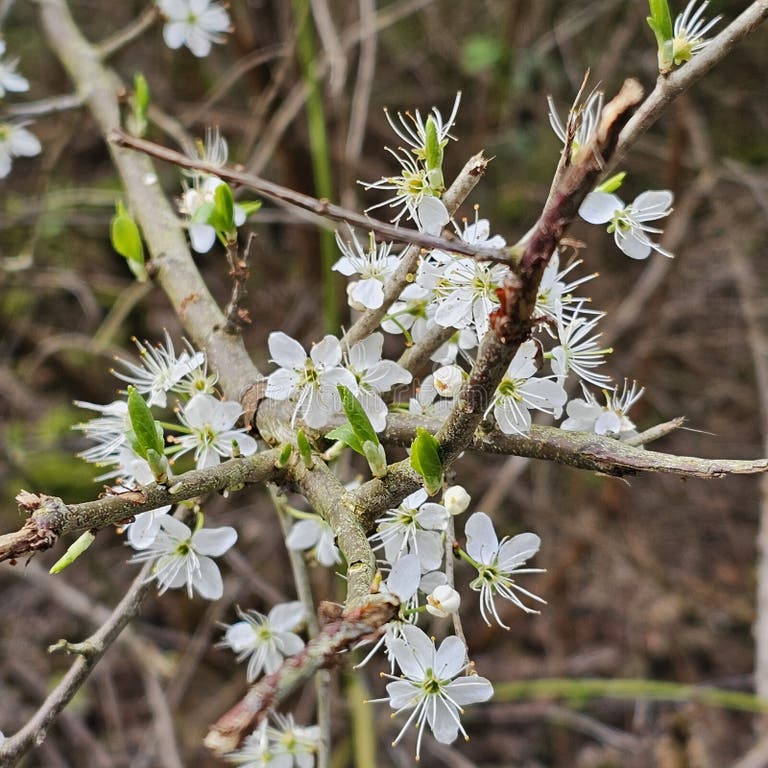 Spring Awakening: White-flowering Thorn Bush Stock Image - Image of ...