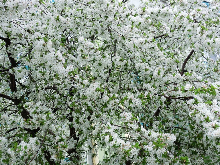 Spring Awakening. White Flowers of a Blooming Apple Tree Stock Photo ...