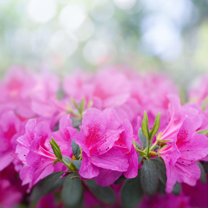 Spring Azalea Flowers. Art Abstract Natural Backgrounds Stock Photo ...