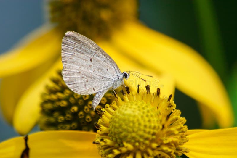 Spring Azure stock photo. Image of wildlife, flowers - 16056936