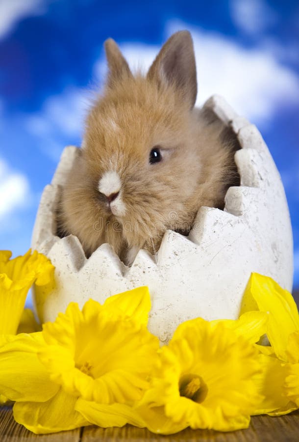 Spring baby bunny stock photo. Image of furry, easter - 65095166