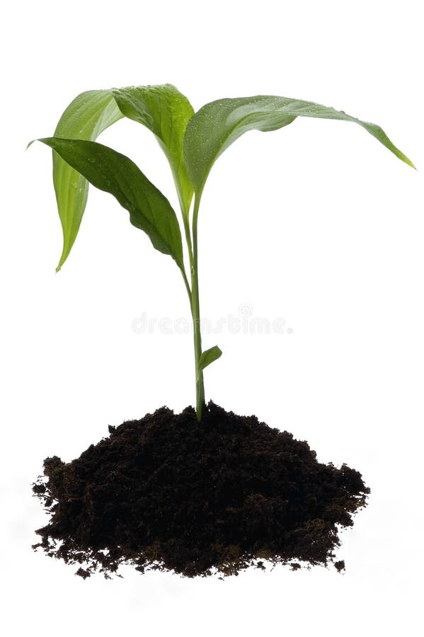 Spring baby plant stock photo. Image of peat, nature, growing - 2022840