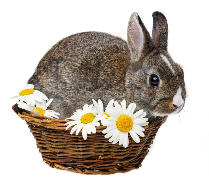 Spring Baby Rabbit in a Basket Stock Image - Image of furry, seasonal ...