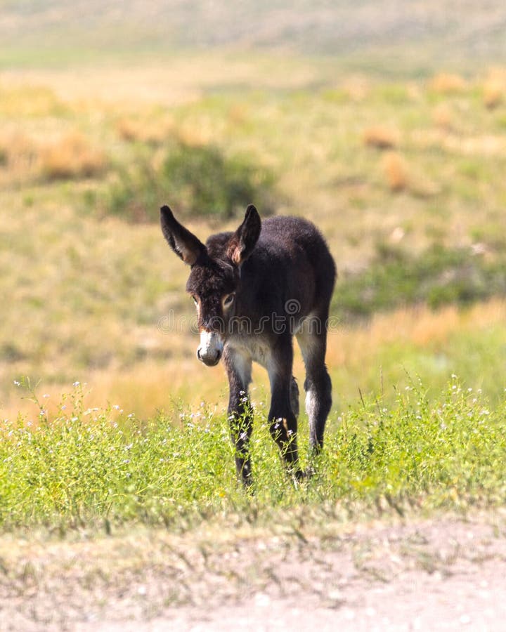 Wild Burro in Spring stock photo. Image of feral, wildlife - 108641490