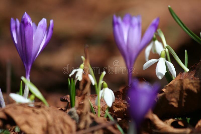 Spring is back stock image. Image of open, flowers, spring - 1096295