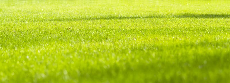 Background of a Fresh Spring Green Grass. Spring Backdrop. Stock Image ...