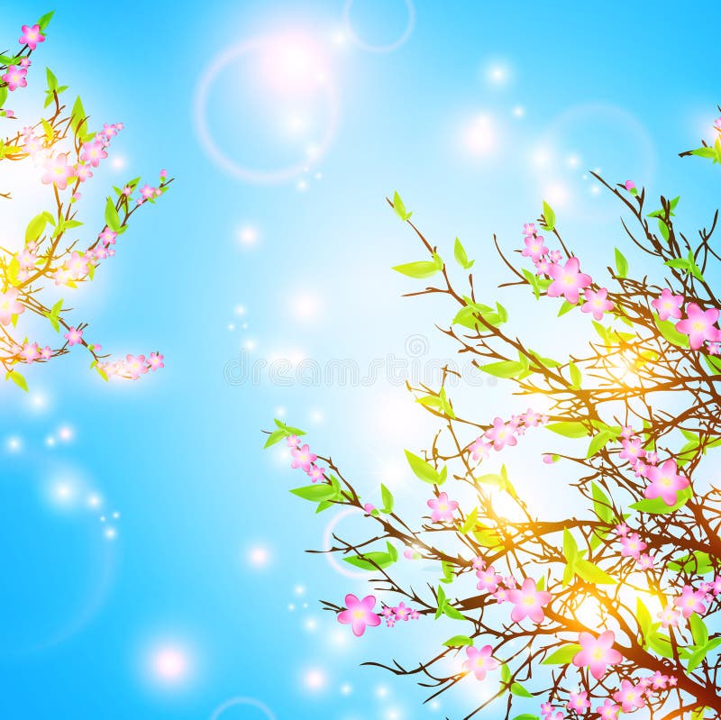 Background with Sakura Blossom - Japanese Cherry Stock Vector ...